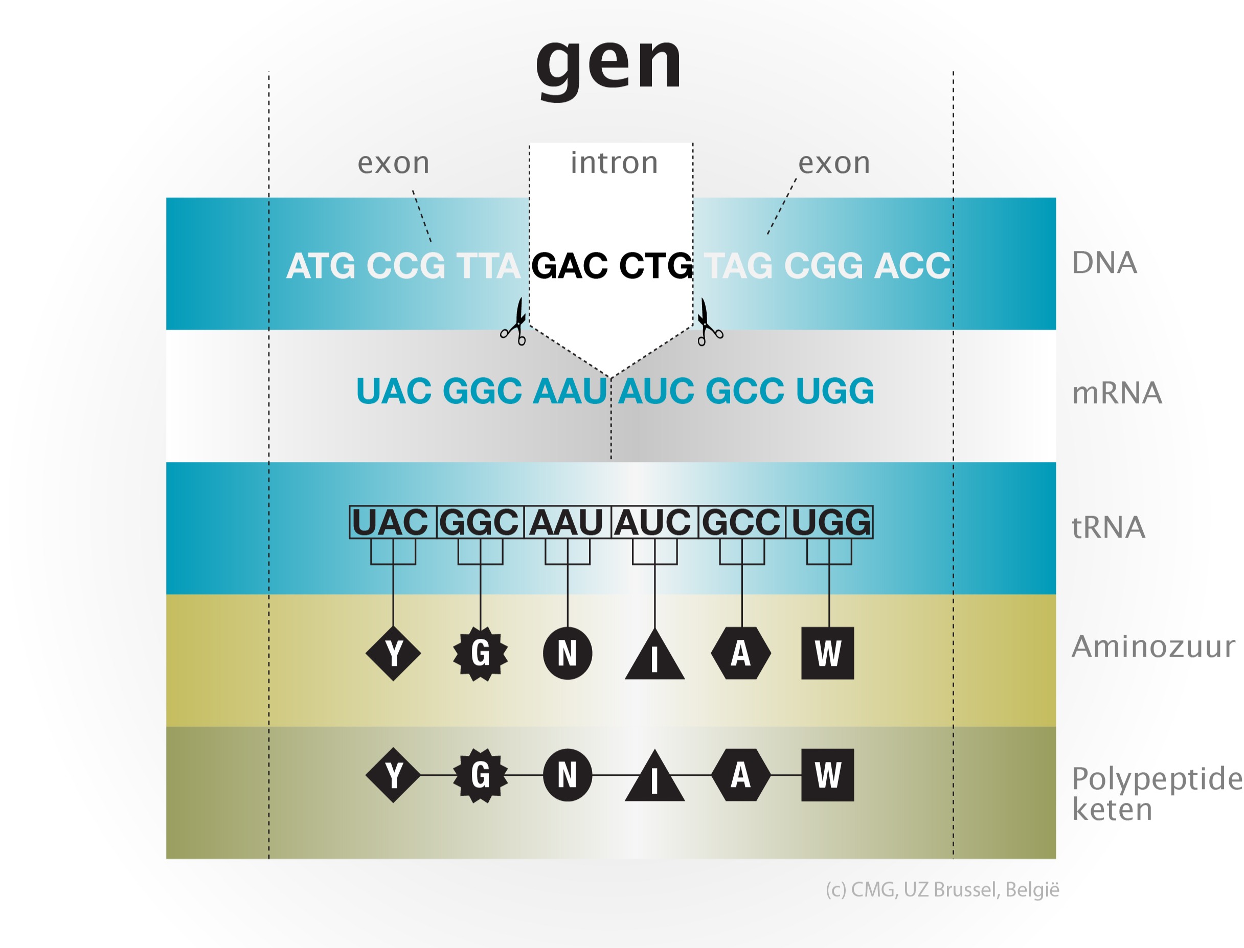 Genexpressie - Centrum voor Medische Genetica - UZB Website